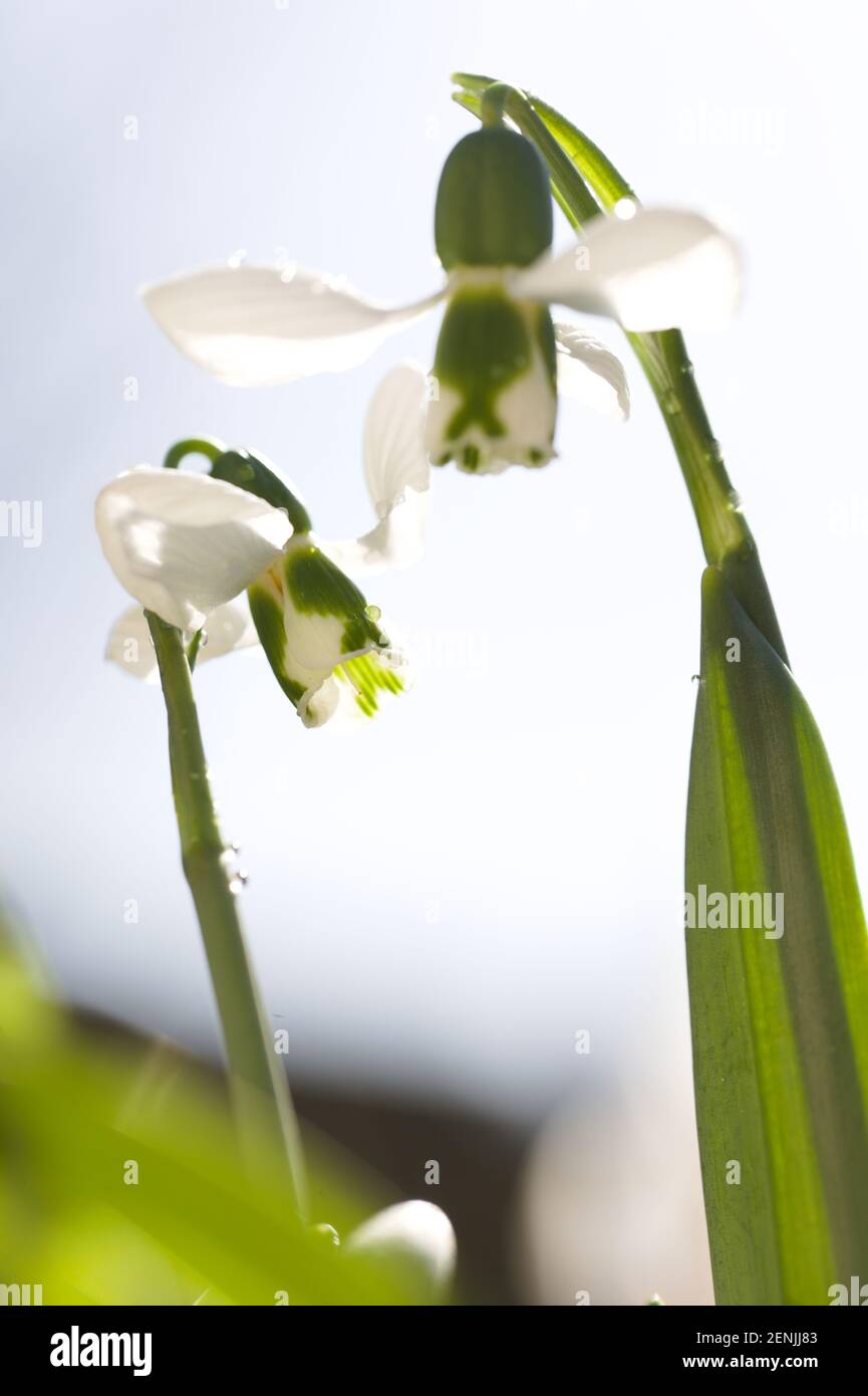 Galanthus / Snowdrops ' Beluga' Stock Photo - Alamy