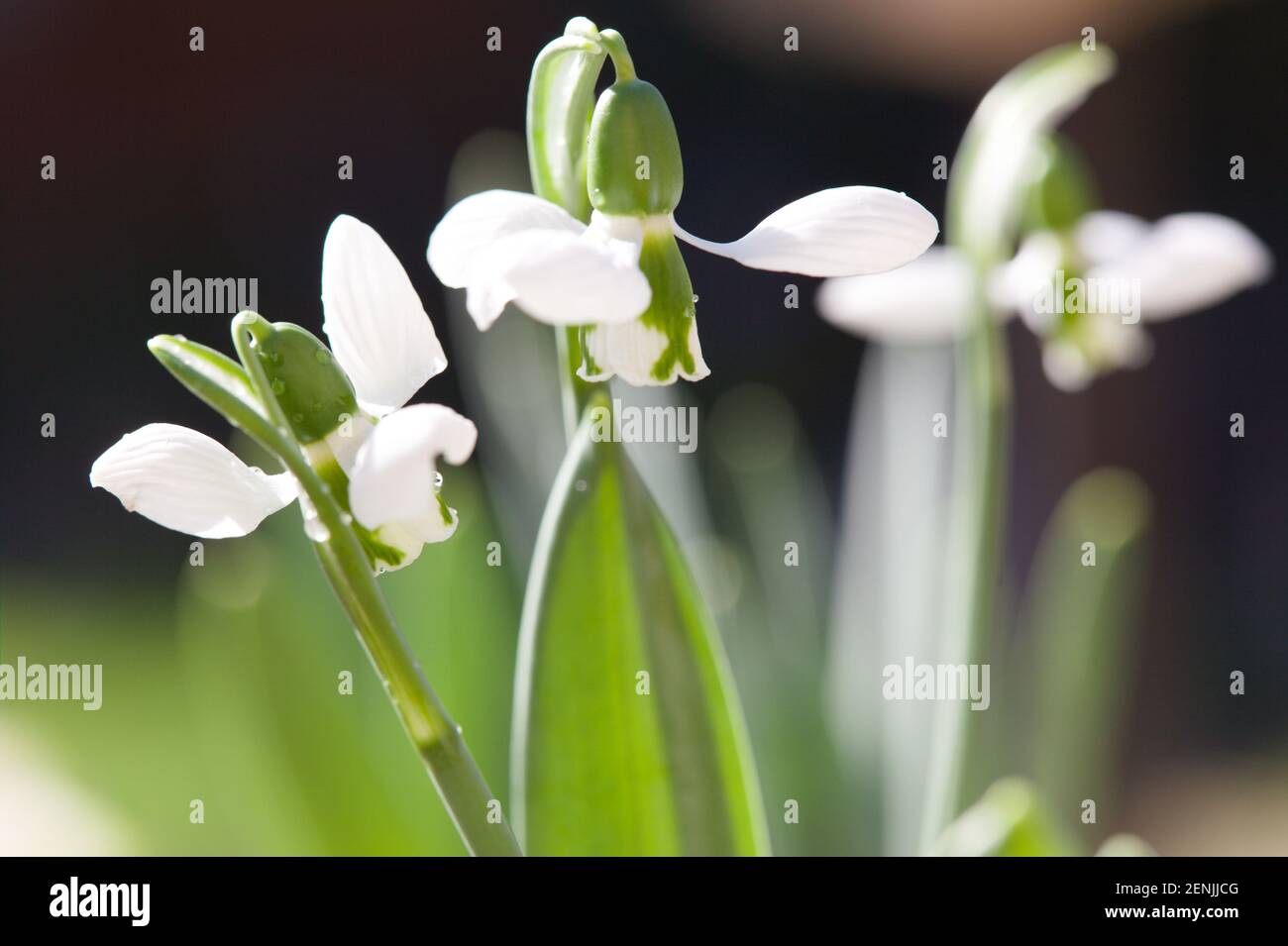 Snowdrop beluga hi-res stock photography and images - Alamy