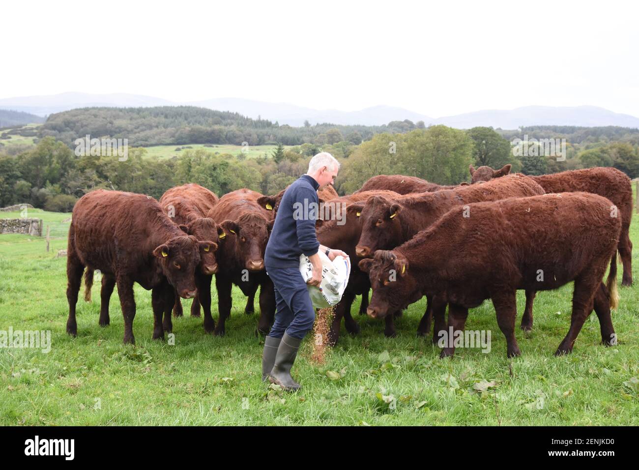 Farm quad bike cows hi-res stock photography and images - Alamy