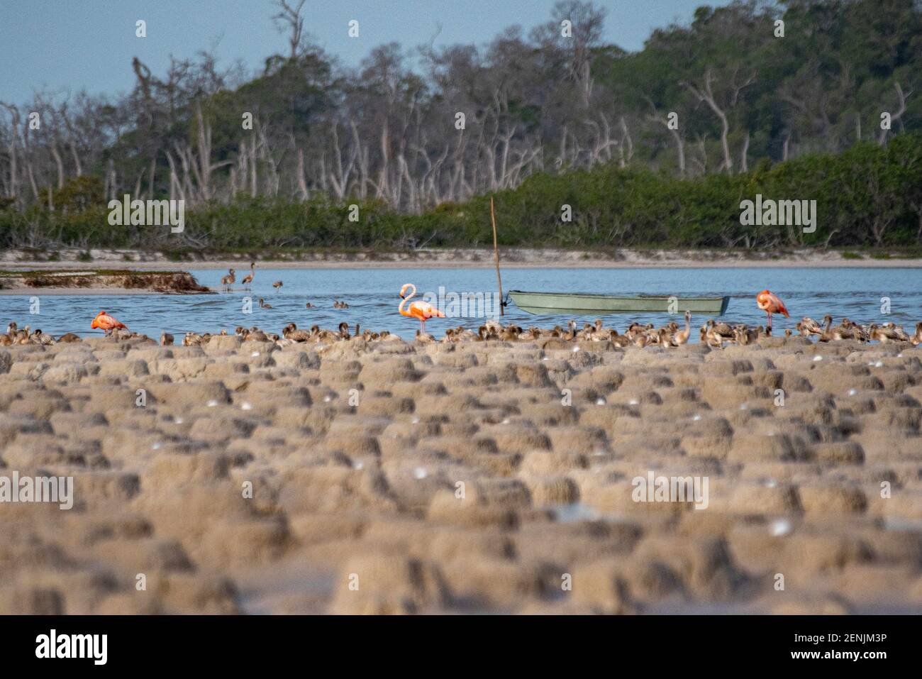 Flamingo nest mexico hi-res stock photography and images - Alamy