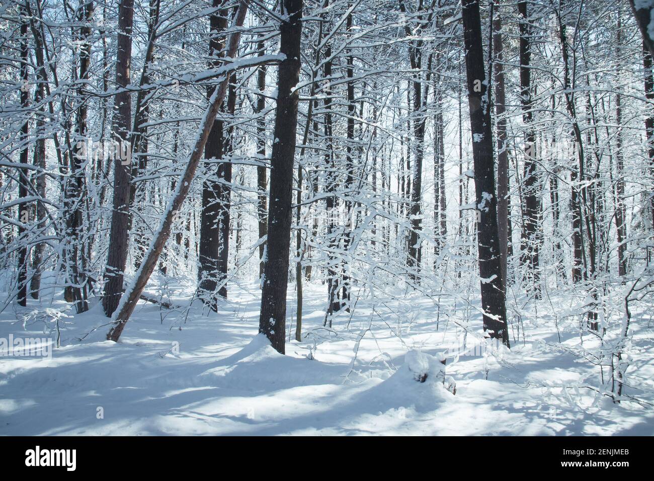Canadian Forest Winter
