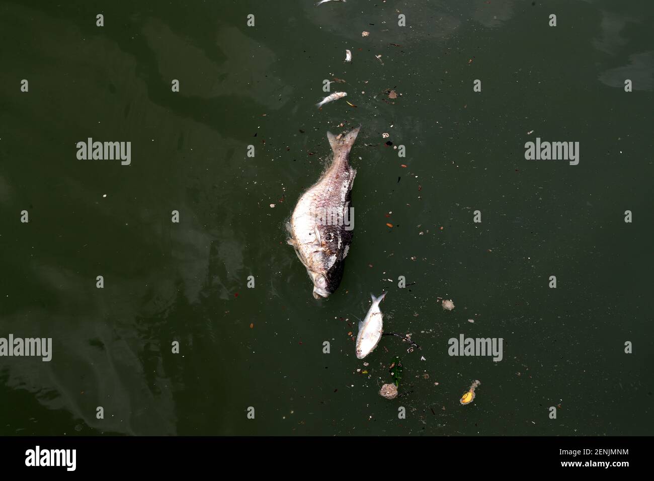 Dead fish is floating on a river after the Typhoon Bailu, the 11th ...