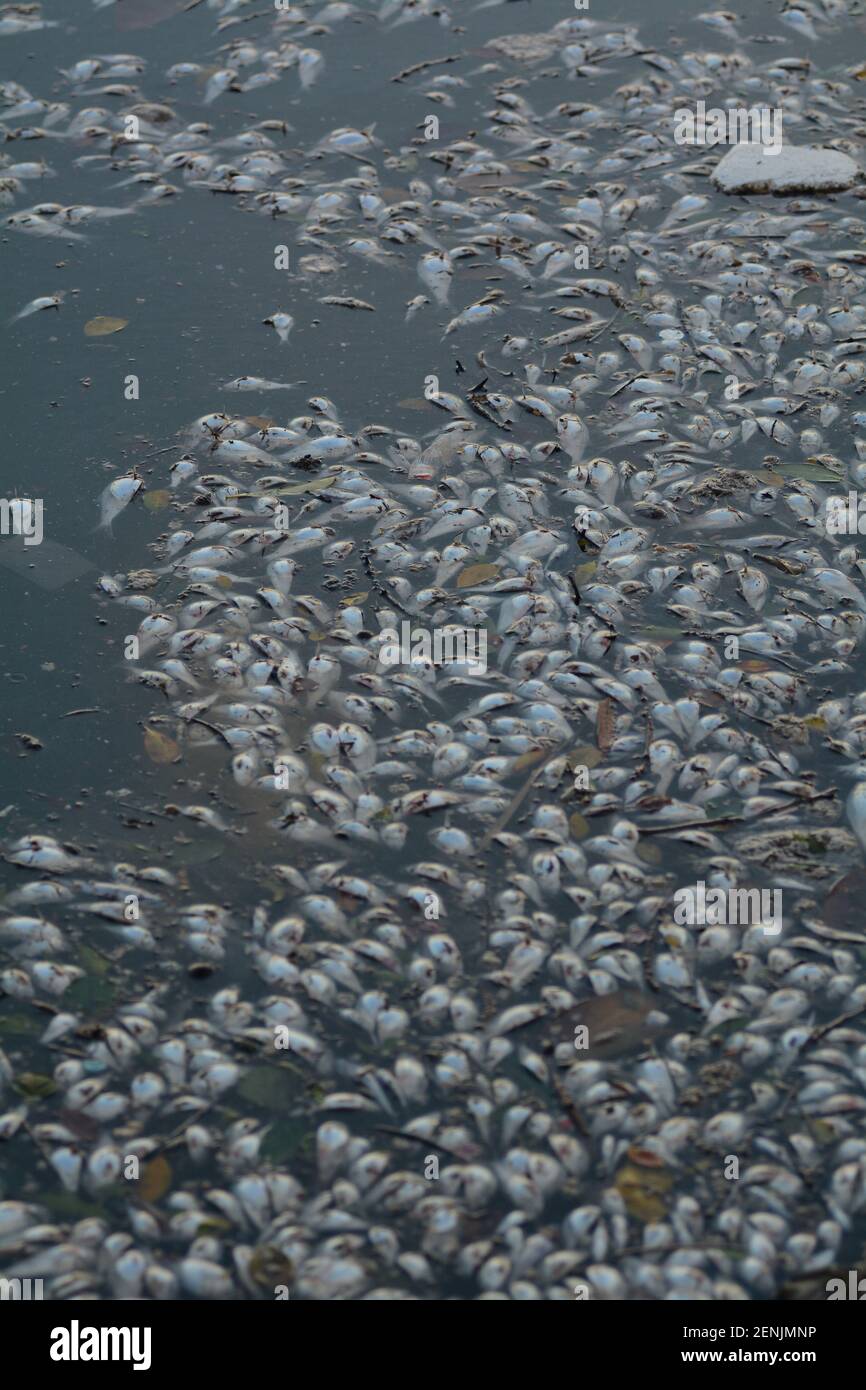 Dead fish is floating on a river after the Typhoon Bailu, the 11th ...