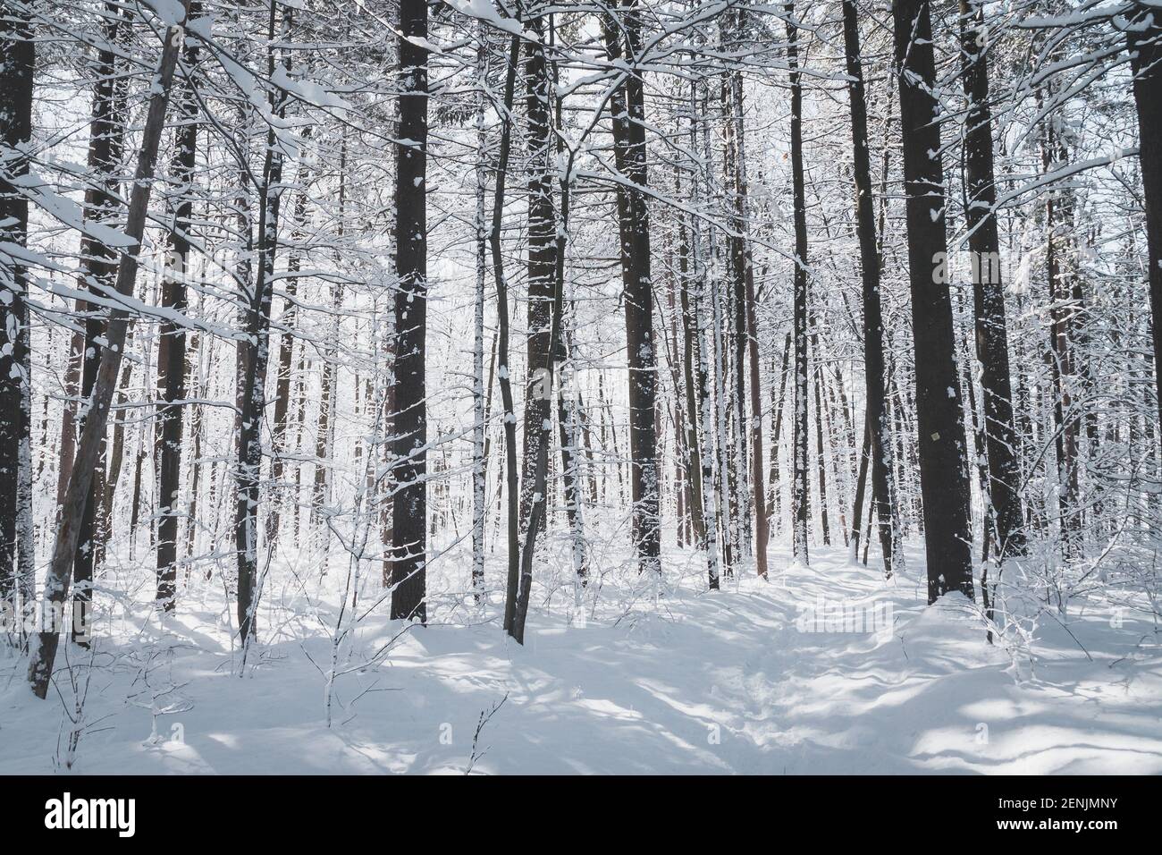 Quebec Winter Landscape