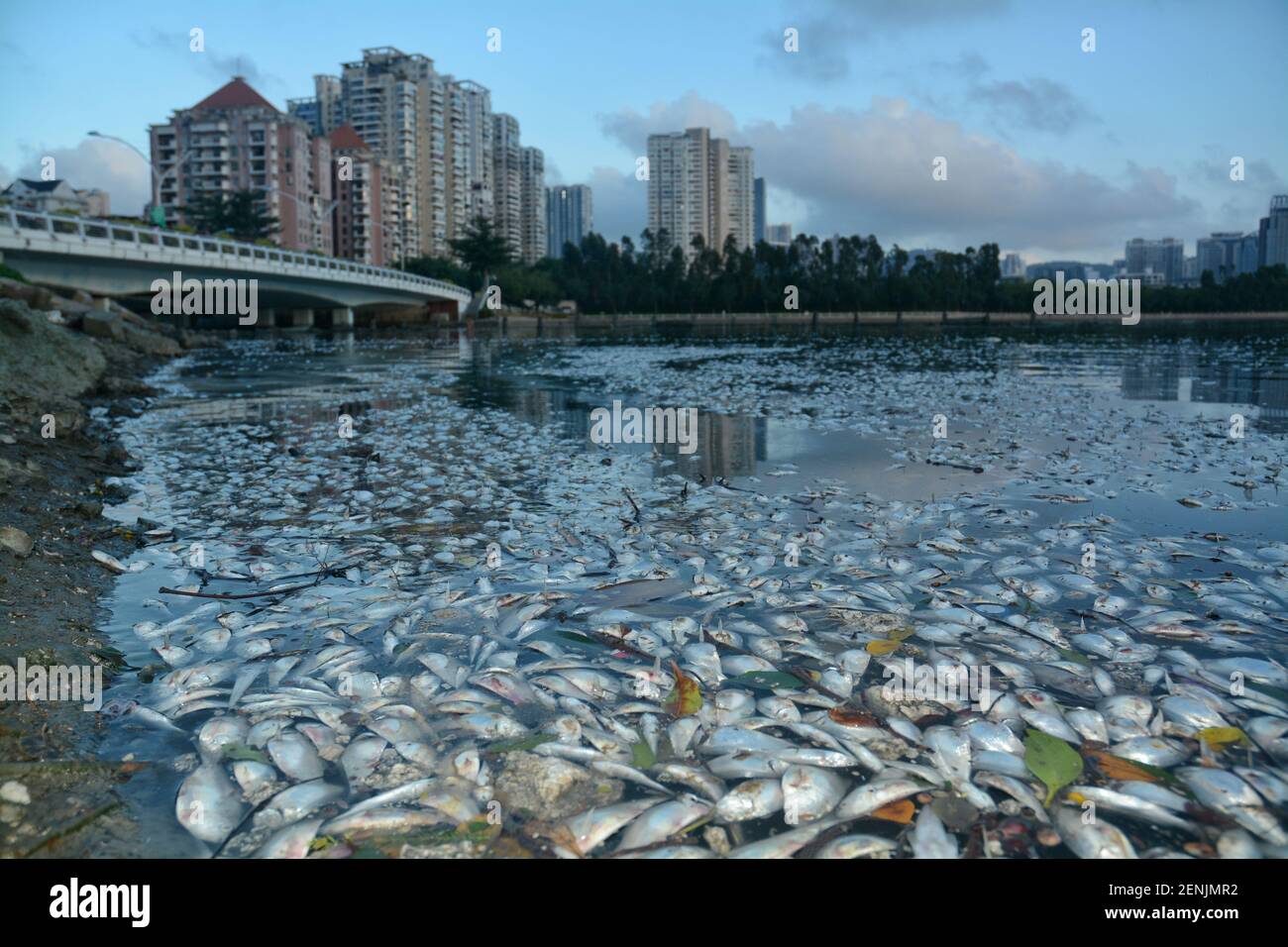 Dead fish is floating on a river after the Typhoon Bailu, the 11th ...