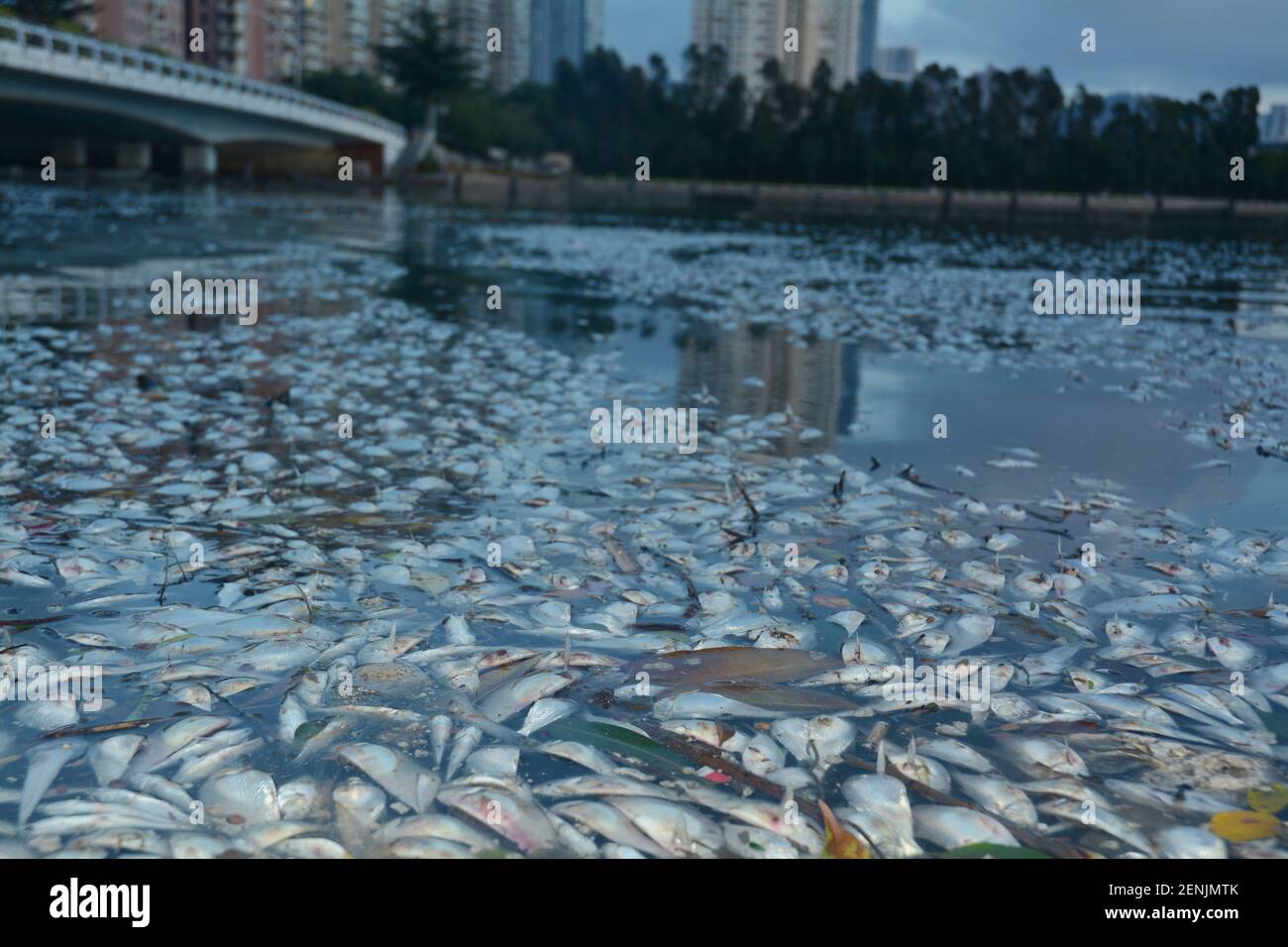 Dead fish is floating on a river after the Typhoon Bailu, the 11th ...