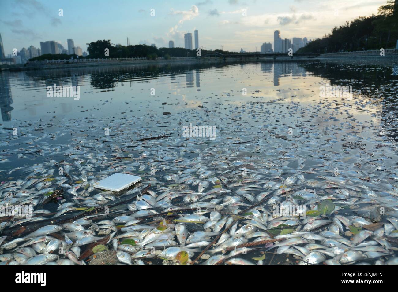 Dead fish is floating on a river after the Typhoon Bailu, the 11th ...