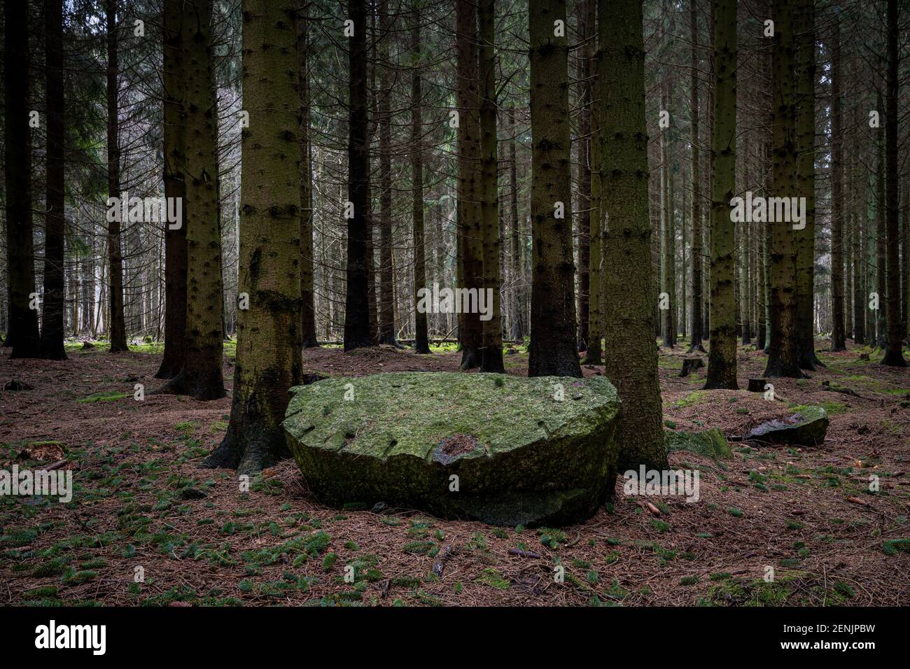 A tree log on the ground in a beautiful dark pine forest. Picture from ...