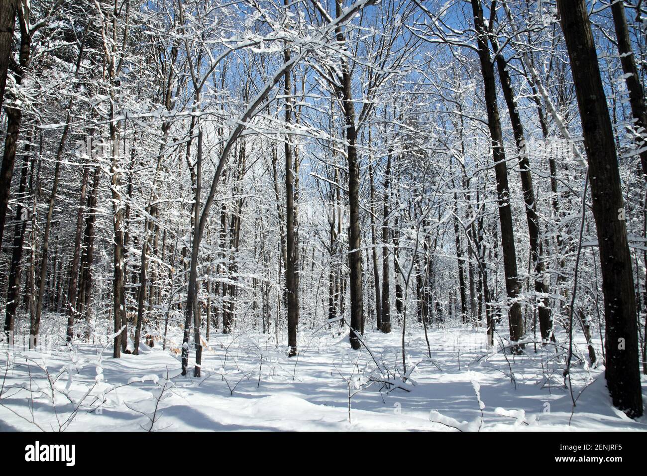 Quebec Winter Landscape