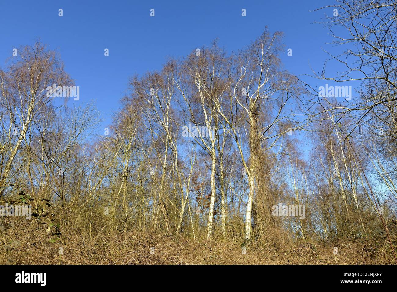 Silver Birch trees (Betula pendula) against a blue sky. Kent, UK ...