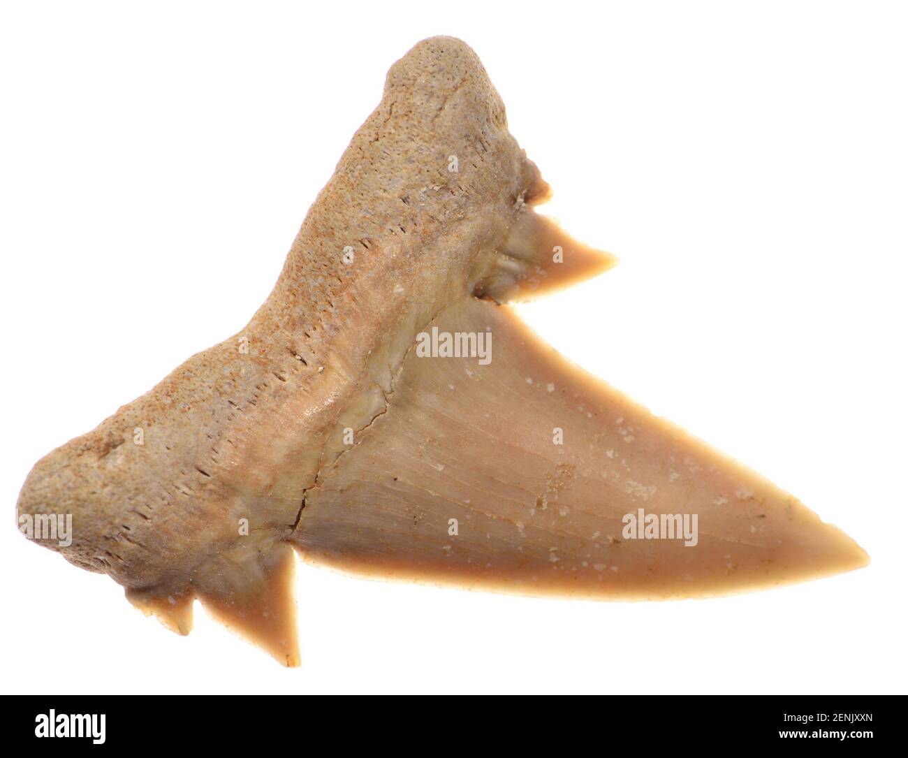 Extinct Mackerel Shark