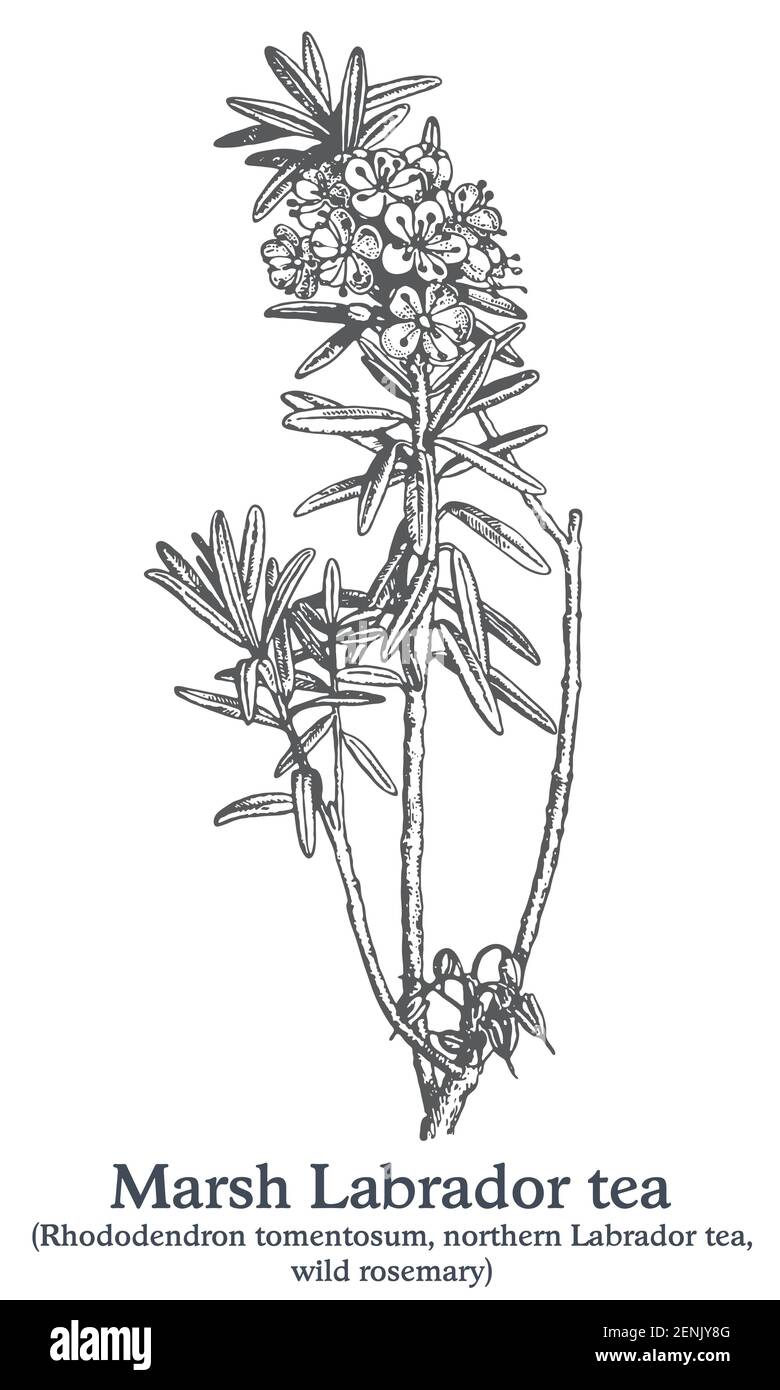 Marsh Labrador tea. Vector hand drawn plant. Vintage medicinal plant ...