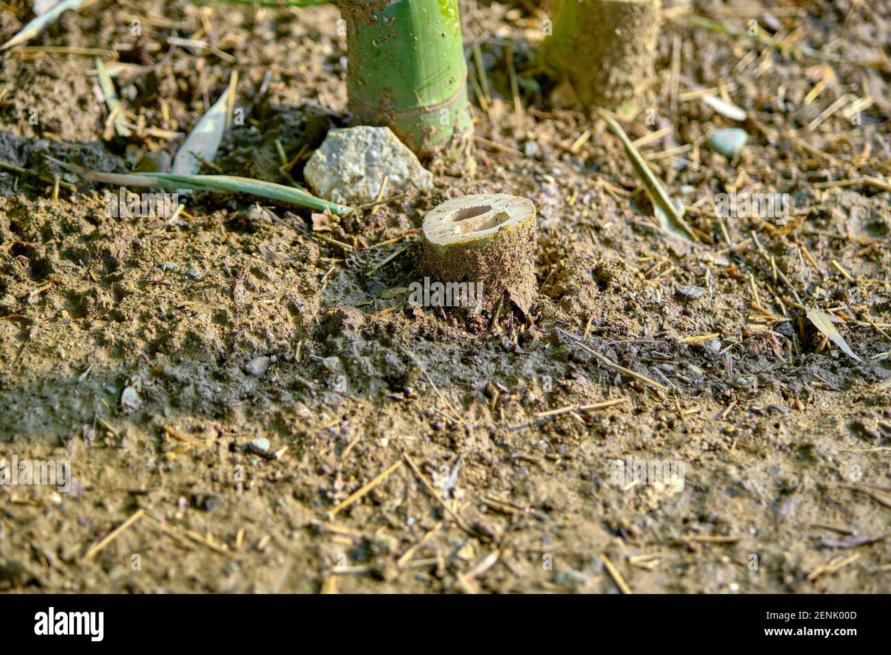 Cut bamboo hi-res stock photography and images - Alamy