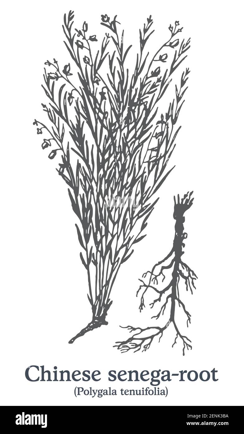 Chinese senega-root. Vector hand drawn plant. Vintage medicinal plant ...