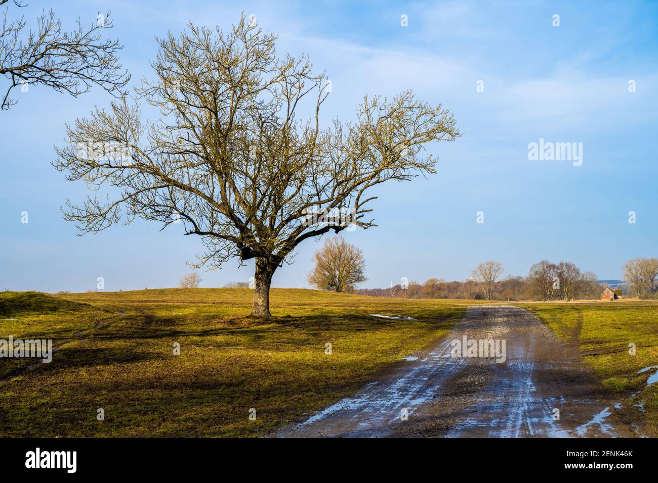 A tree in a moor landscape. Blue sky with light clouds. Picture from ...