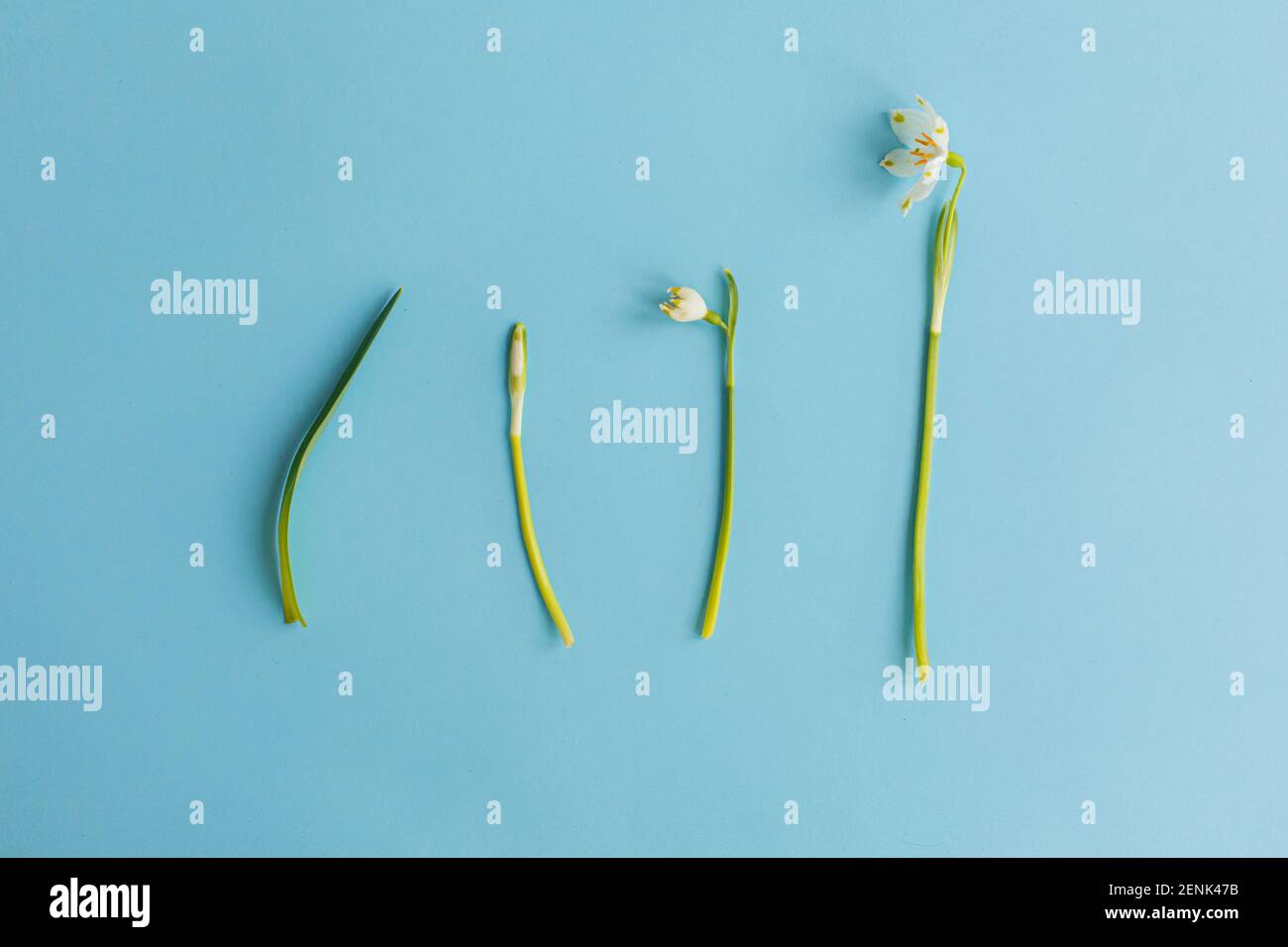 Growing cycle hi-res stock photography and images - Alamy