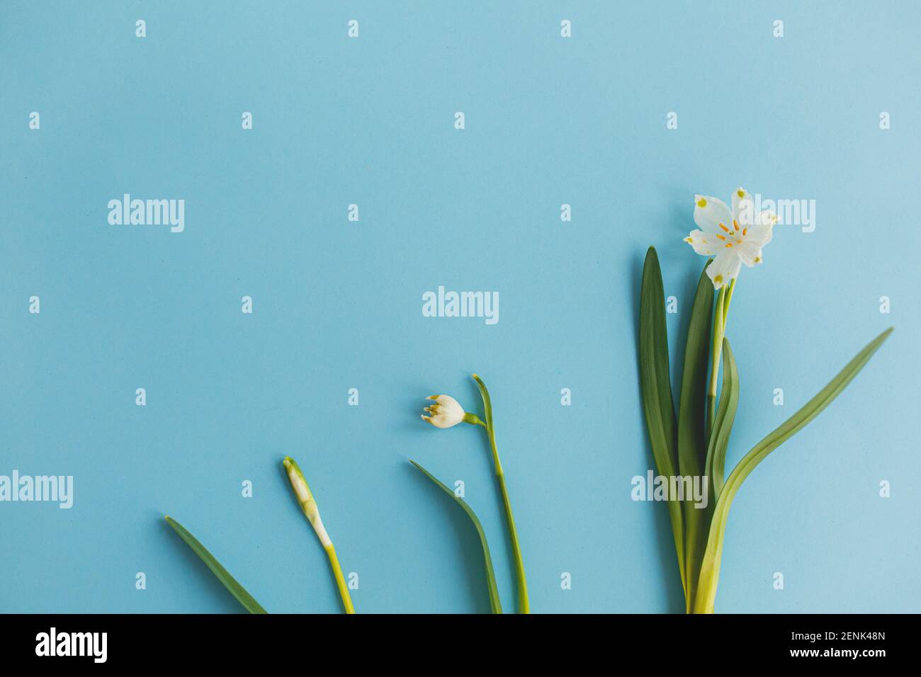 Process of development of a flower from leaves to bud and bloom. Hello ...