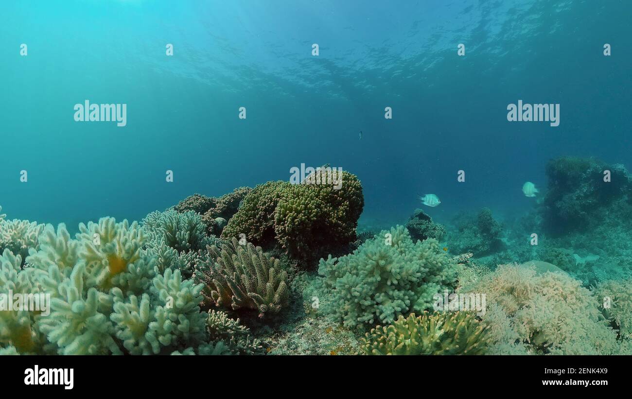 Tropical colourful underwater seascape.The underwater world with ...