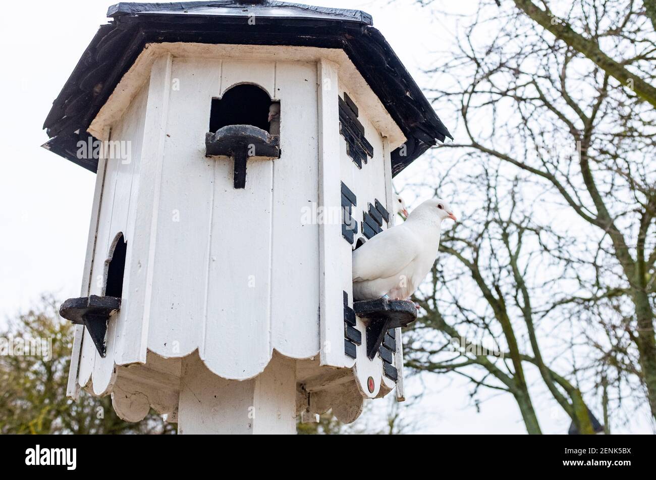White dove in garden hi-res stock photography and images - Alamy