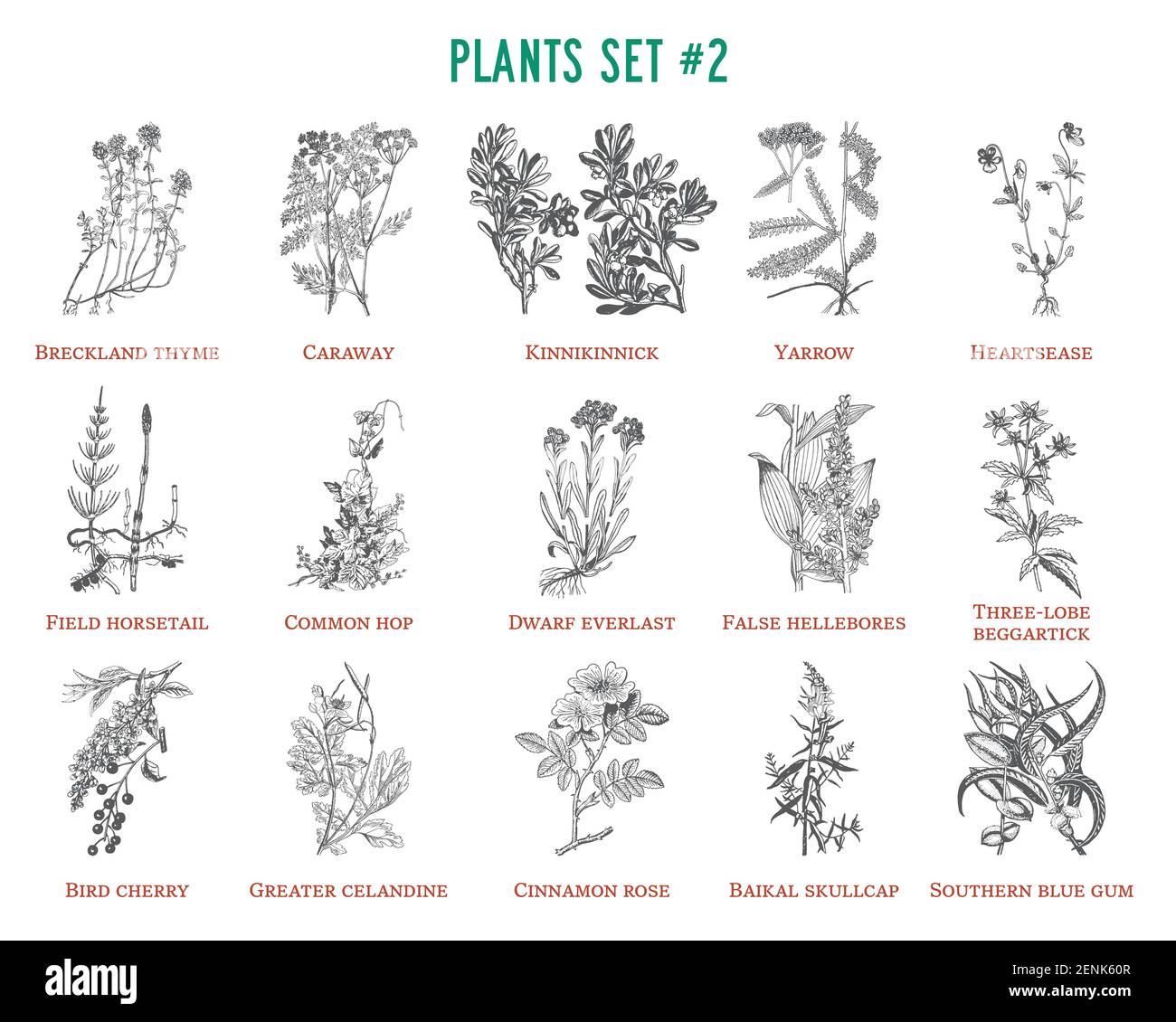 Vector hand drawn plants set Stock Vector Image & Art - Alamy