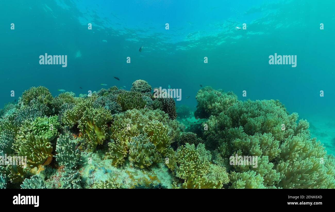 Coral garden seascape. Colourful tropical coral. Philippines Stock ...