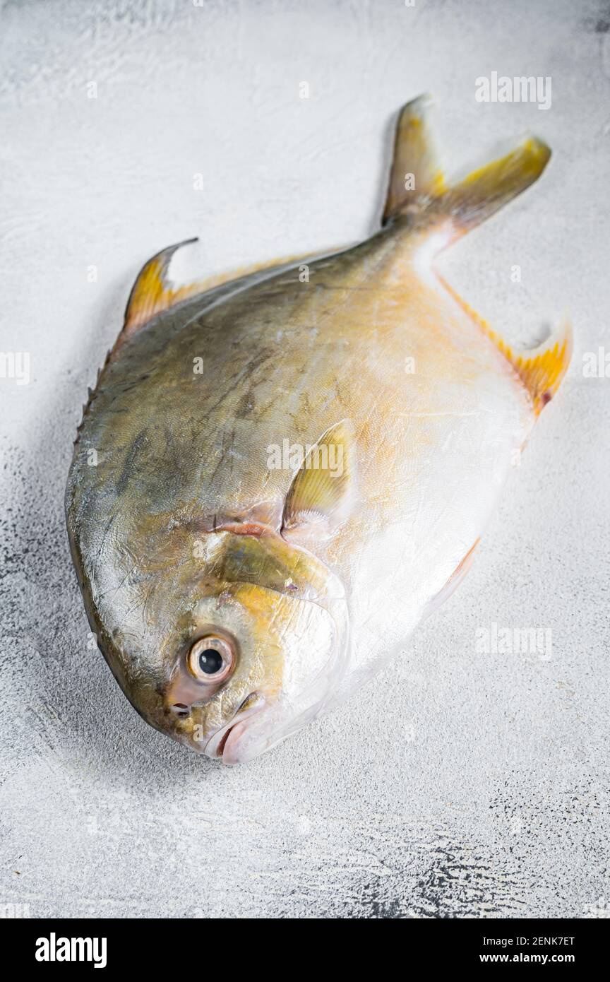 Atlantic butterfish hi-res stock photography and images - Alamy