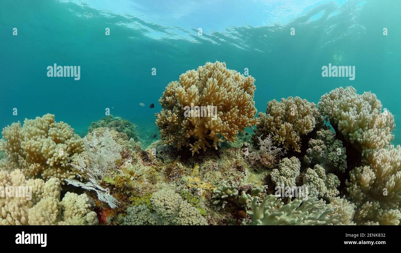 Coral reef underwater with fishes and marine life. Coral reef and ...