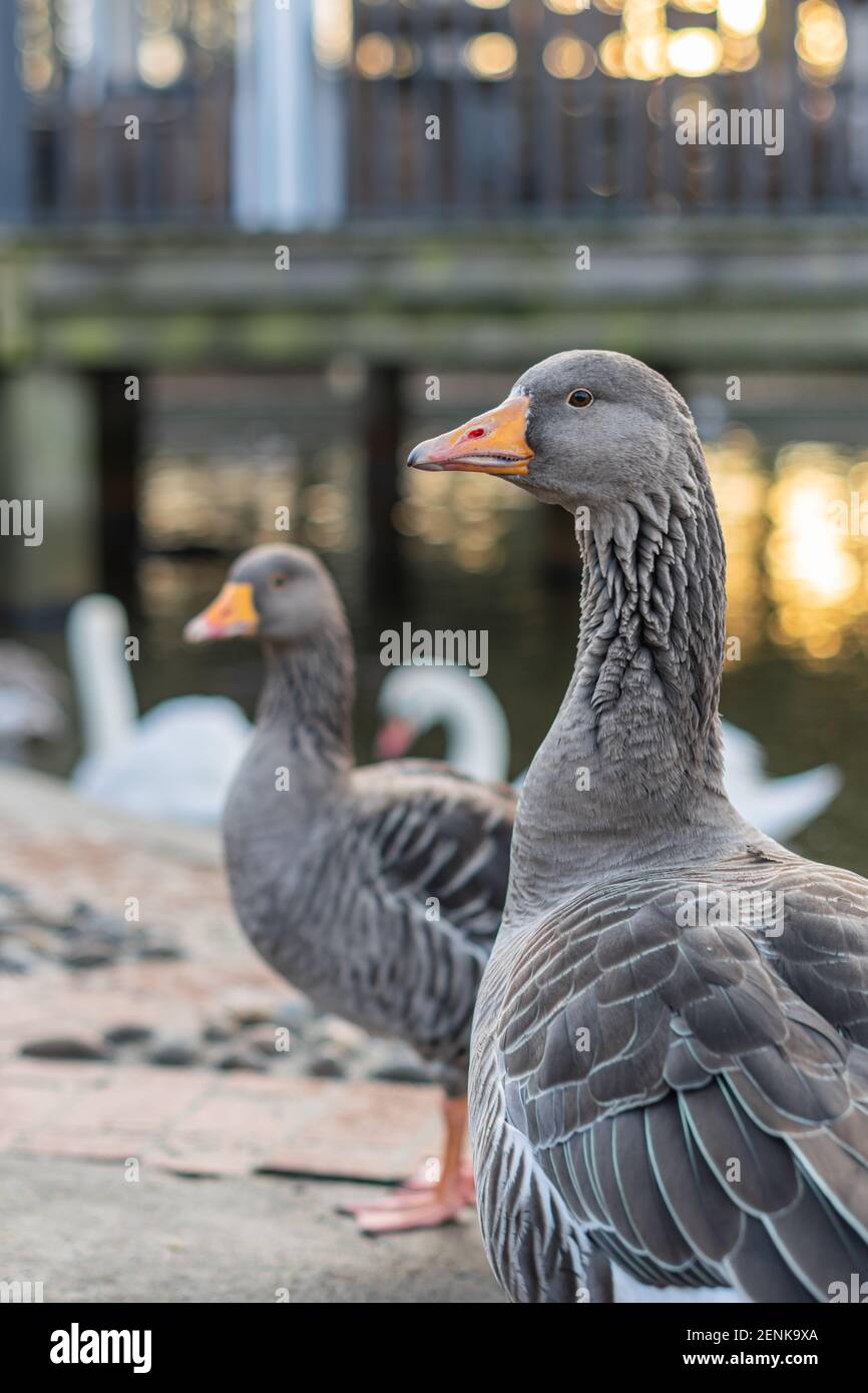 Largest and bulkiest of the wild geese hi-res stock photography and ...