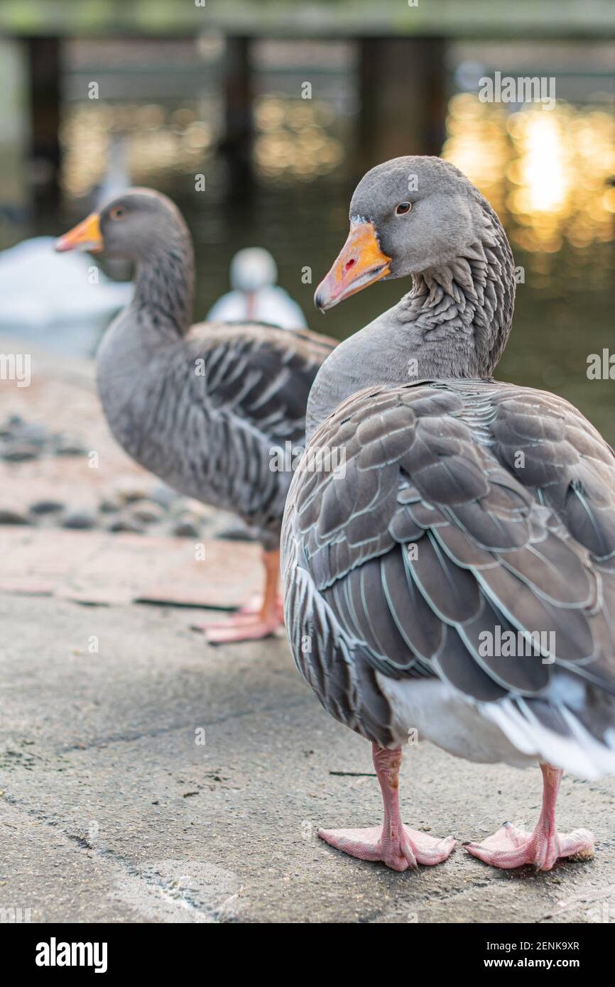 Largest and bulkiest of the wild geese hi-res stock photography and ...