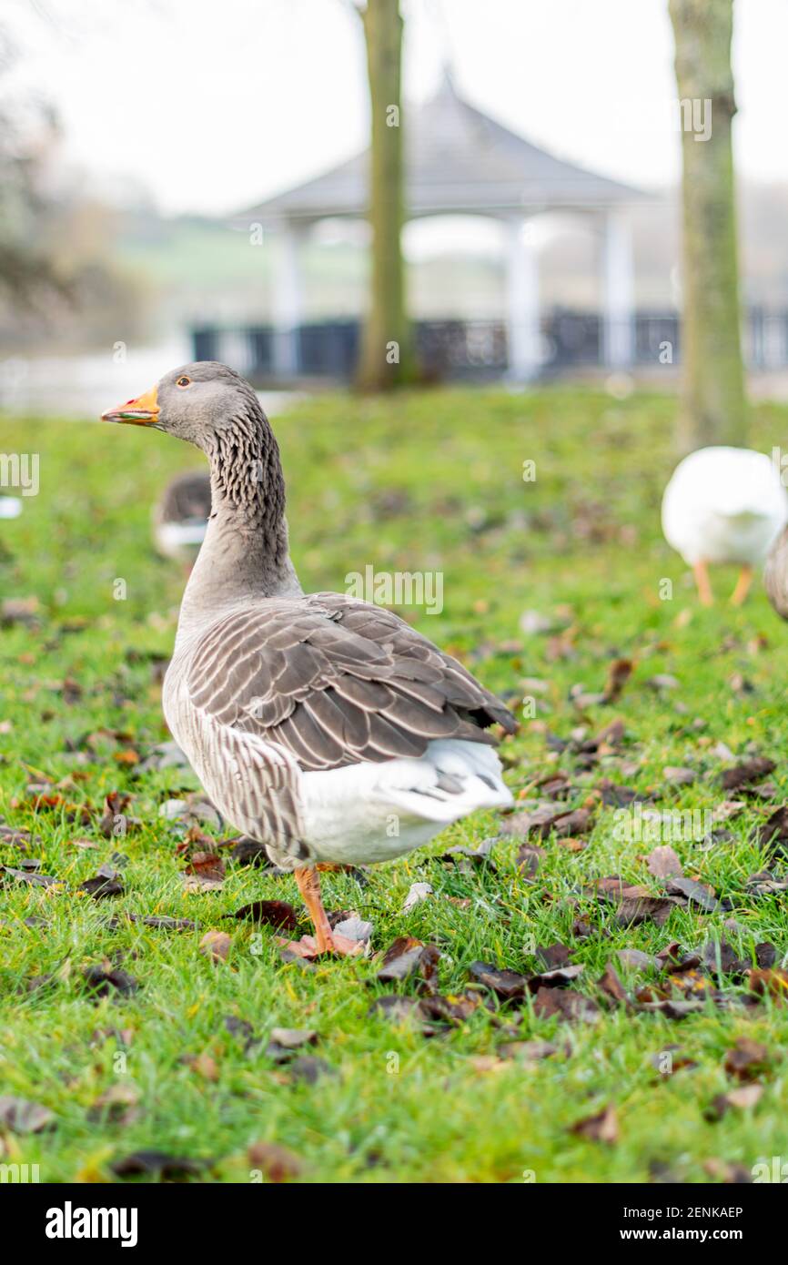 Largest and bulkiest of the wild geese hi-res stock photography and ...