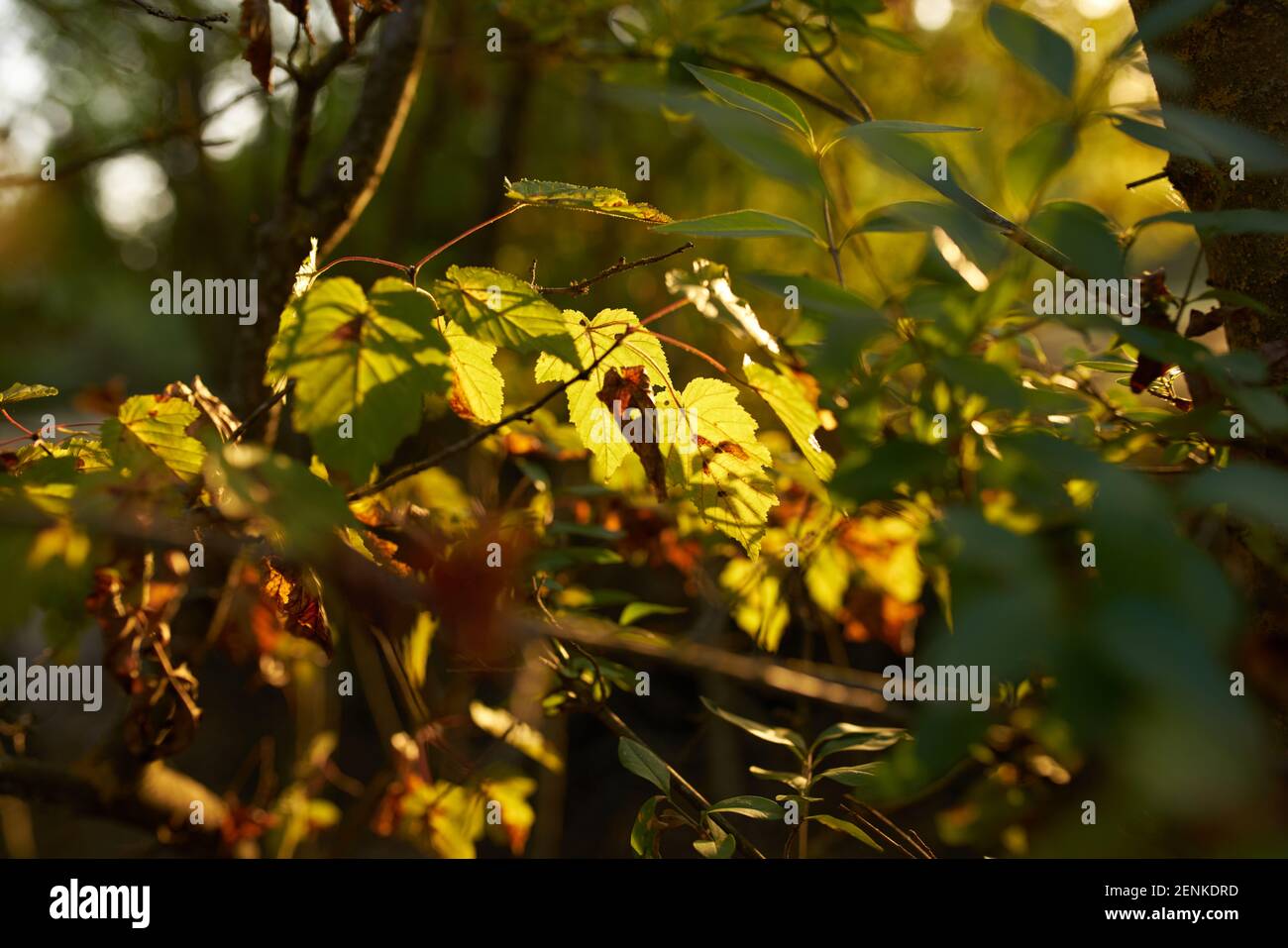 leaves nature summer sunset fresh air trees background image Stock ...