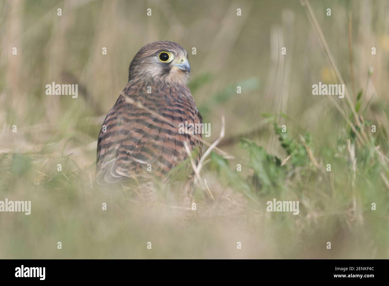 Common kestrel (Falco tinnunculus) in De Biesbosch National Park Stock ...