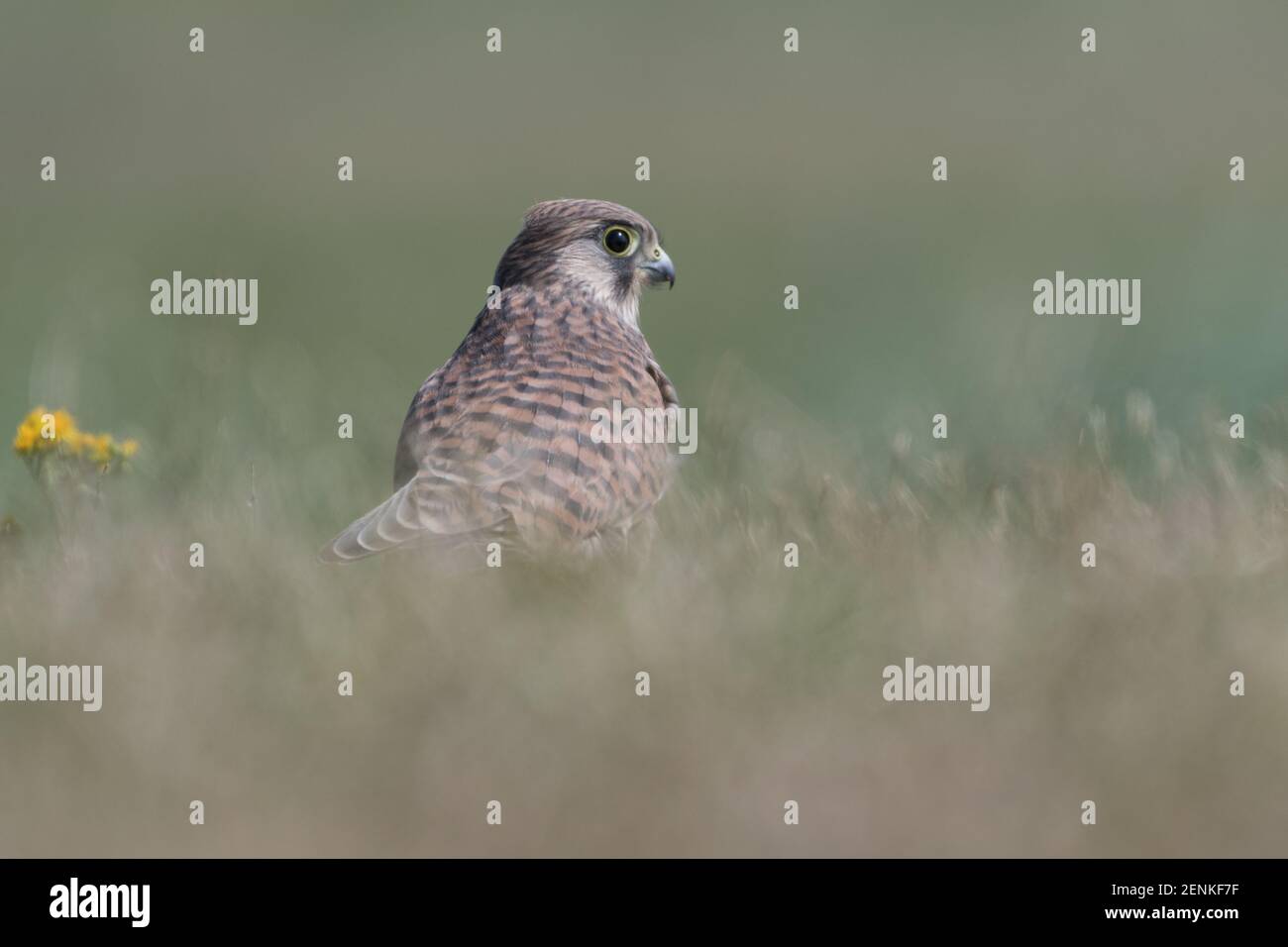 Common kestrel (Falco tinnunculus) in De Biesbosch National Park Stock ...