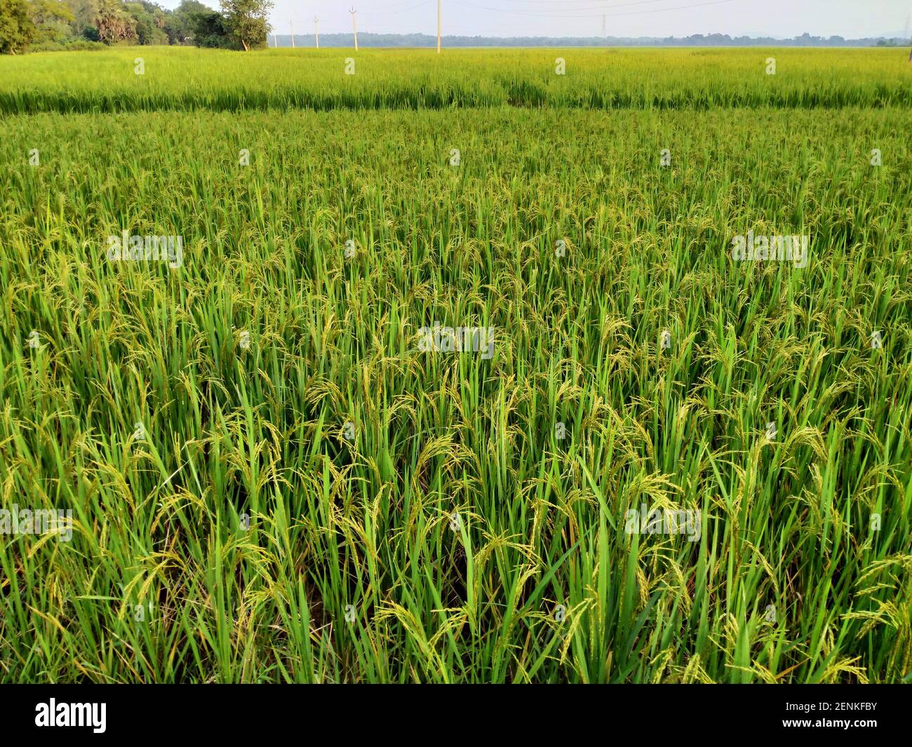 Beautiful green nature and jungle of indian subcontinent Stock Photo ...