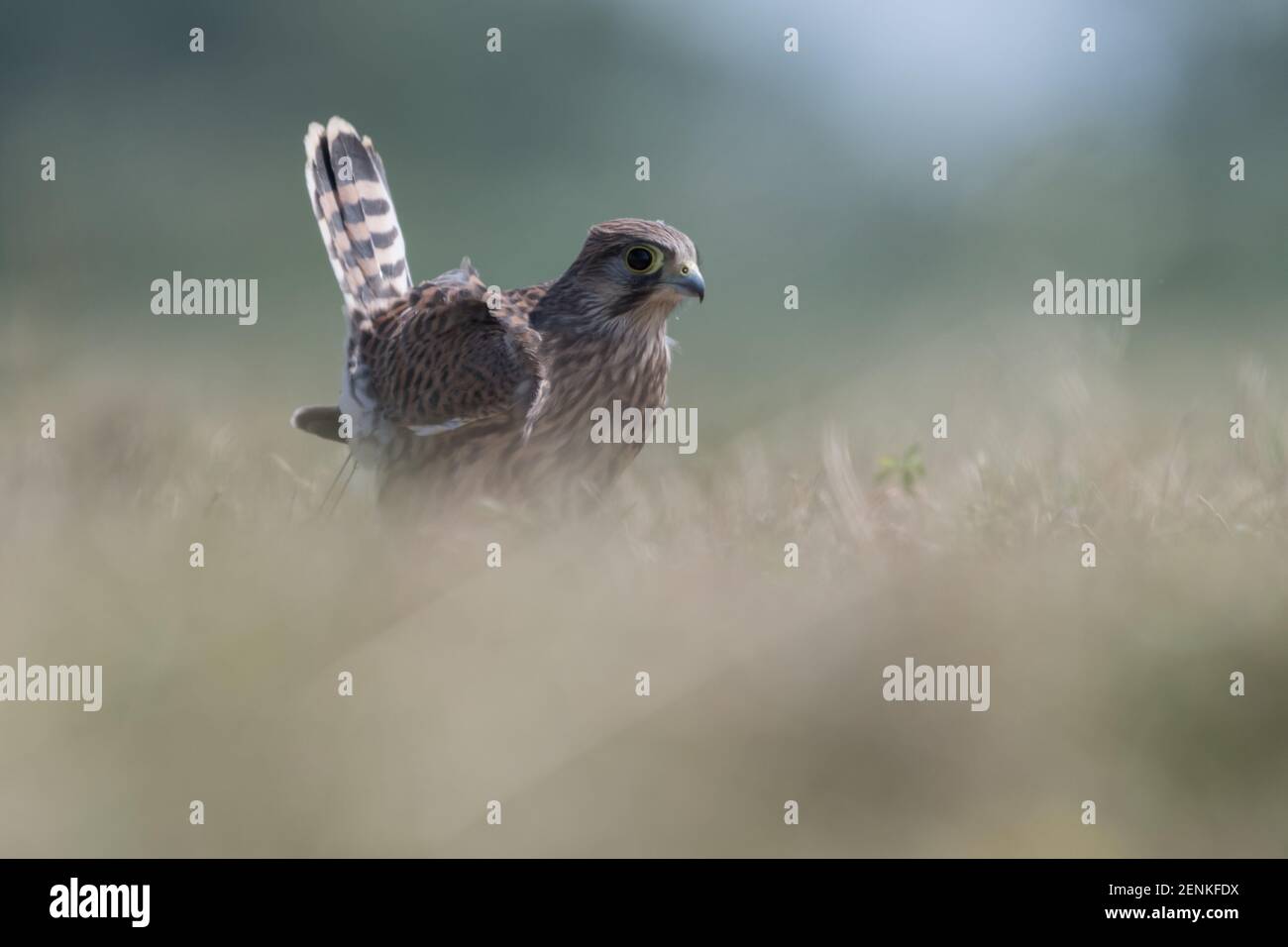 Common kestrel (Falco tinnunculus) in De Biesbosch National Park Stock ...
