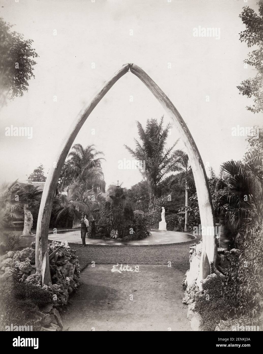 Vintage 19th century photograph: Whale bone arch, Botanical Gardens ...