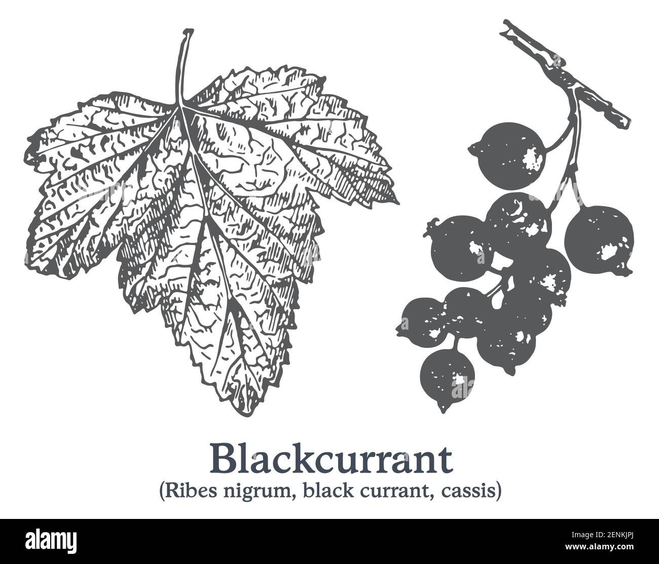 Blackcurrant. Vector hand drawn plant. Vintage medicinal plant sketch ...