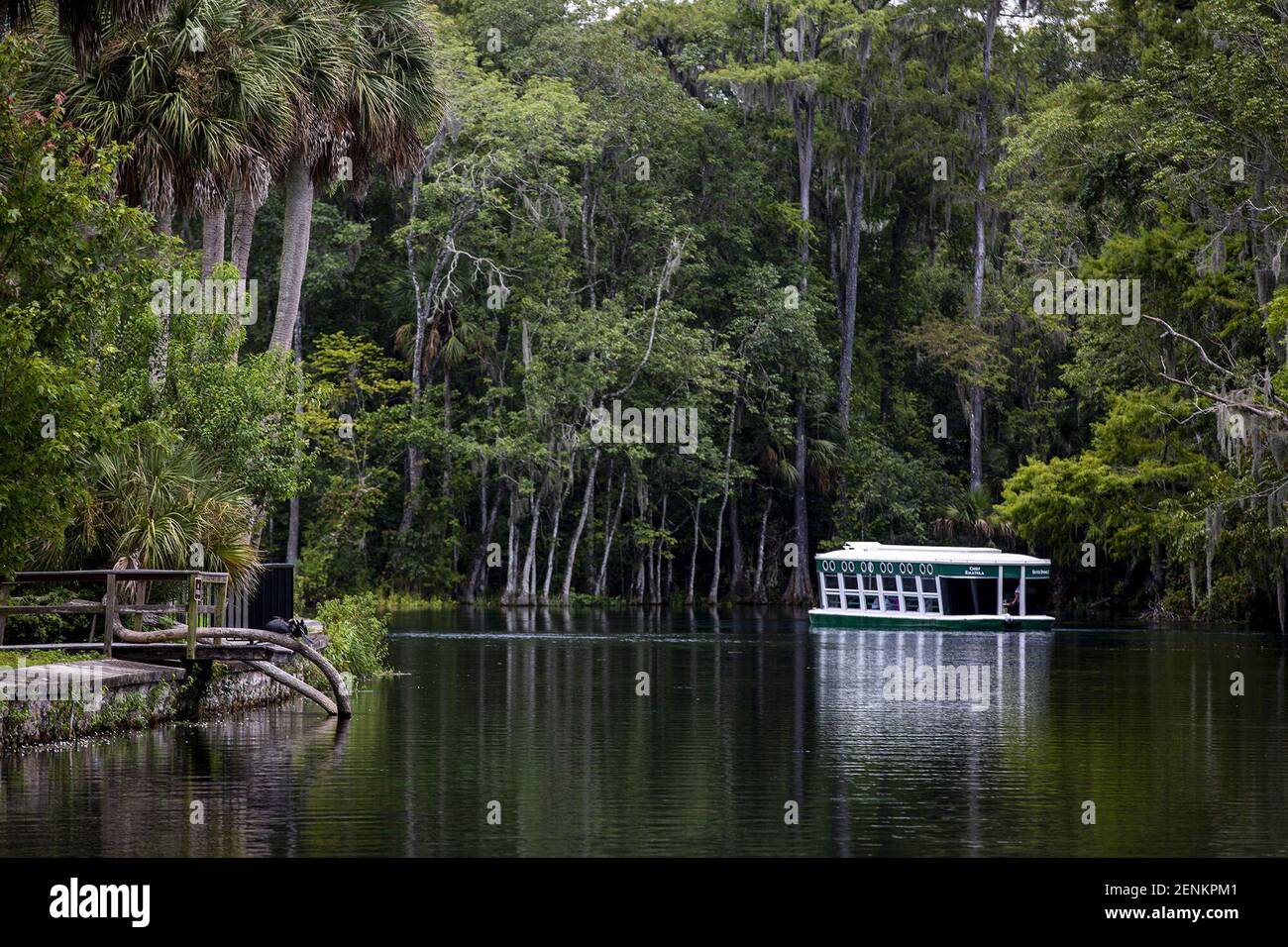 The glass bottom boat tour is a popular attraction at Silver Springs ...