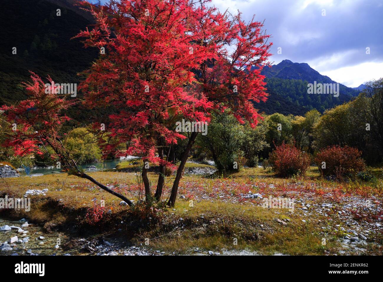 Autum weeps Daocheng Yading into yellow and red in Tibetan Autonomous ...