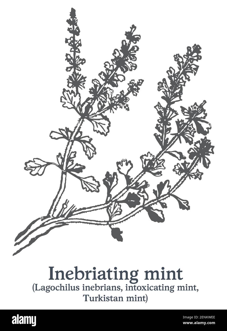 Inebriating mint. Vector hand drawn plant. Vintage medicinal plant ...