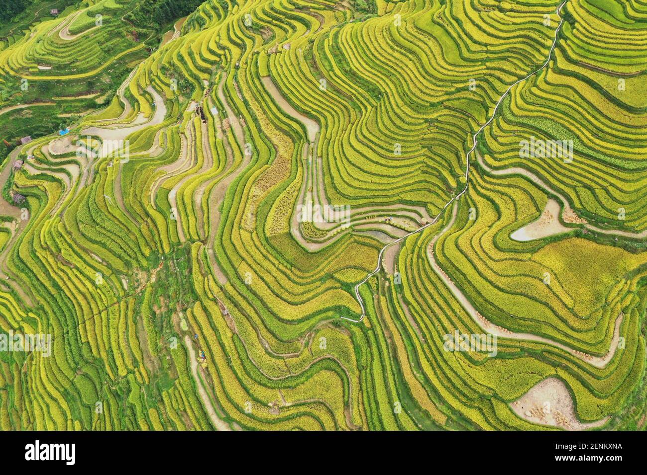 An aerial view of the Jiabang Terraced Fields in Congjiang county ...