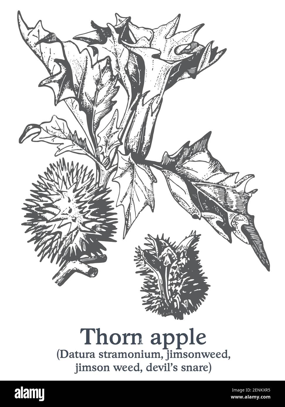 Thorn apple. Vector hand drawn plant. Vintage medicinal plant sketch ...