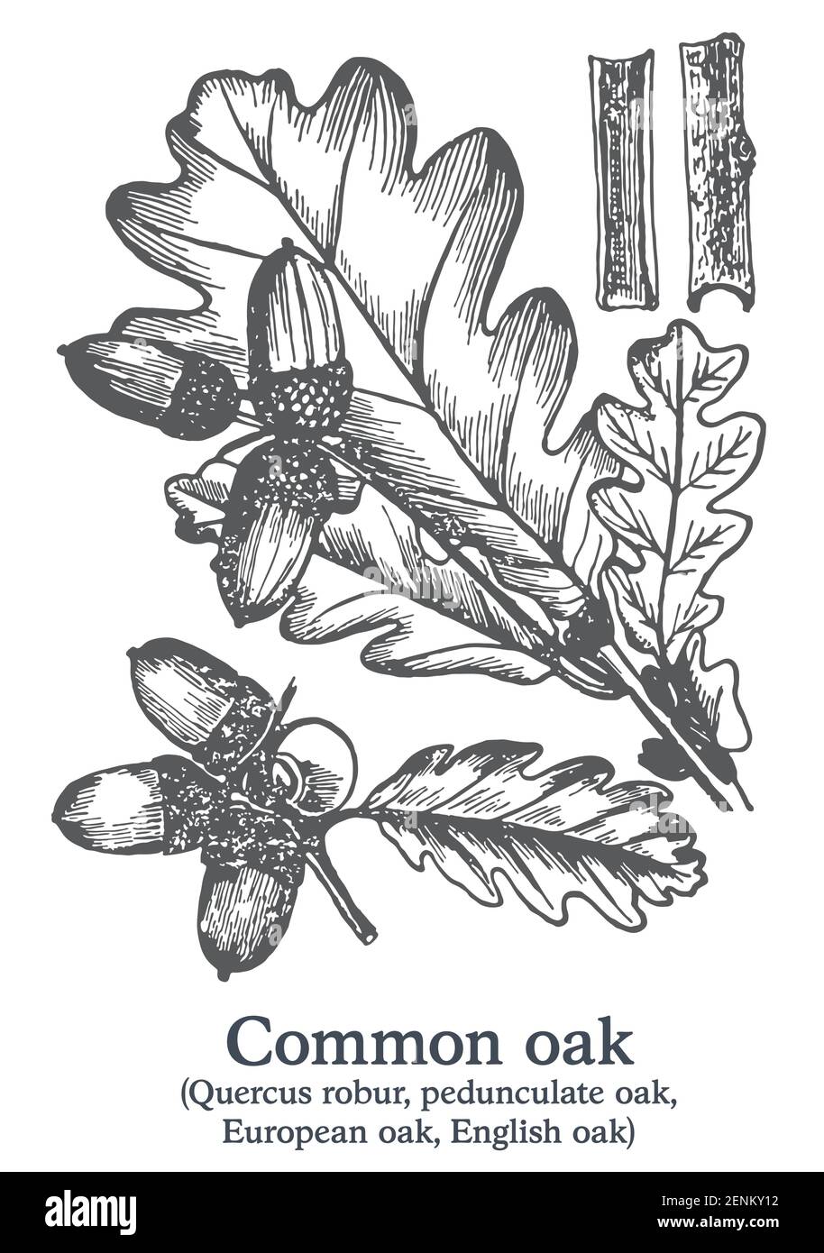 Common oak. Vector hand drawn plant. Vintage medicinal plant sketch ...
