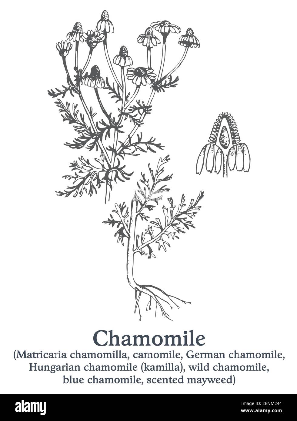 Chamomile. Vector hand drawn plant. Vintage medicinal plant sketch ...