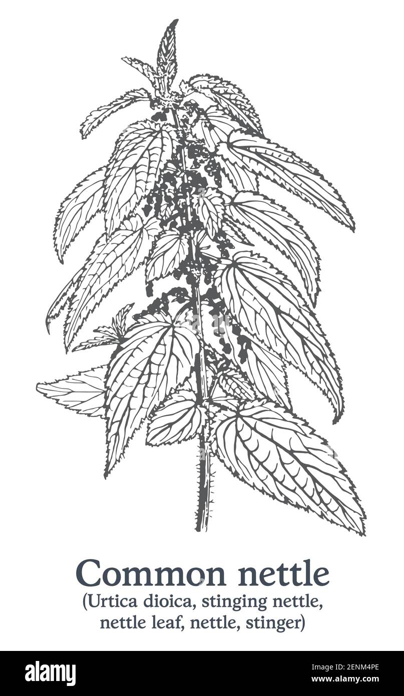 Nettle Botanical Illustration High Resolution Stock Photography and ...