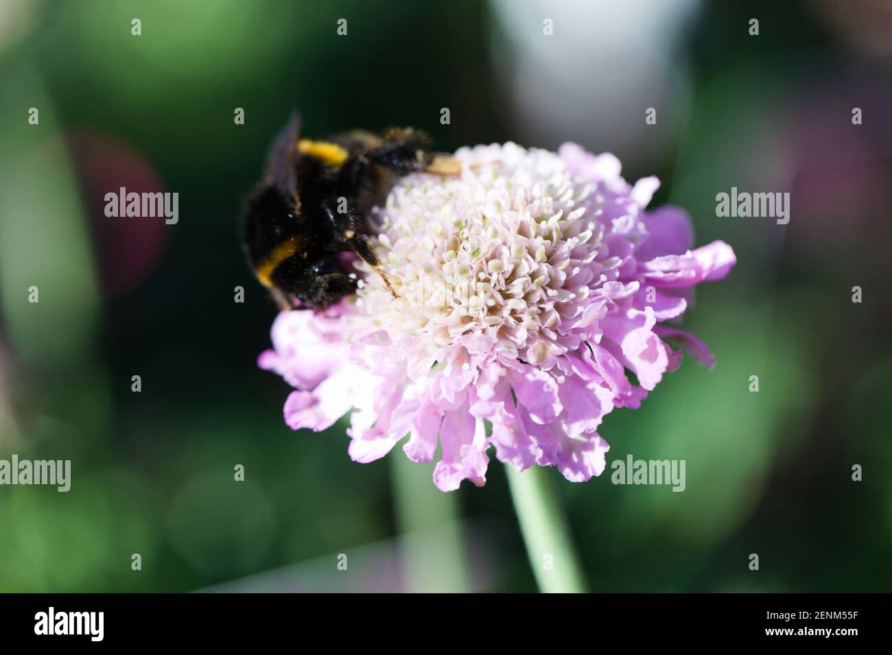 Nature concept / Bee conservation - Close-up of a bee foraging for ...