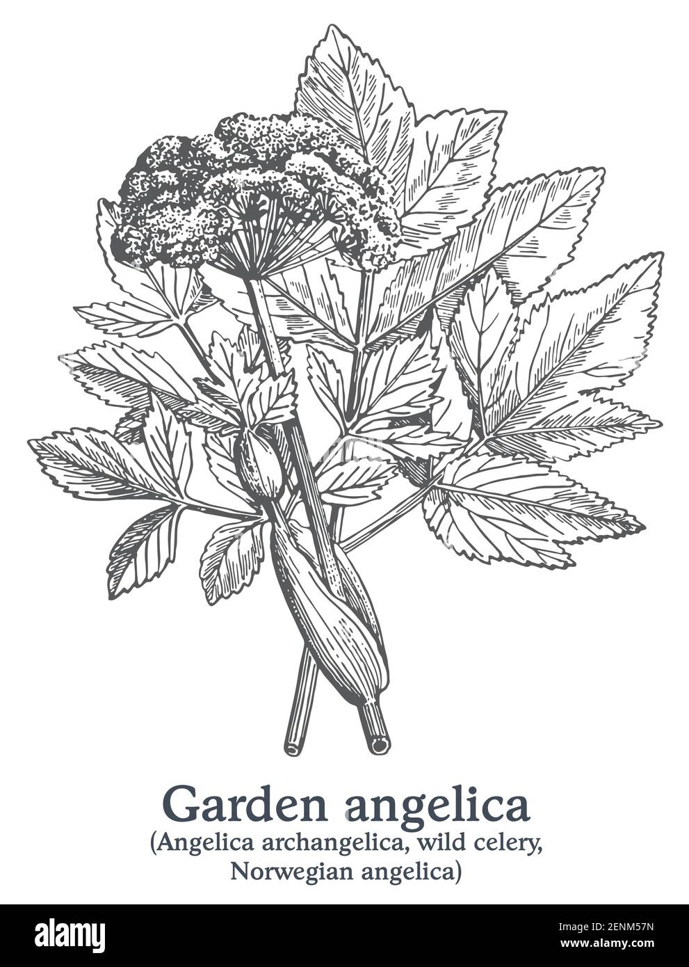 Garden angelica. Vector hand drawn plant. Vintage medicinal plant ...
