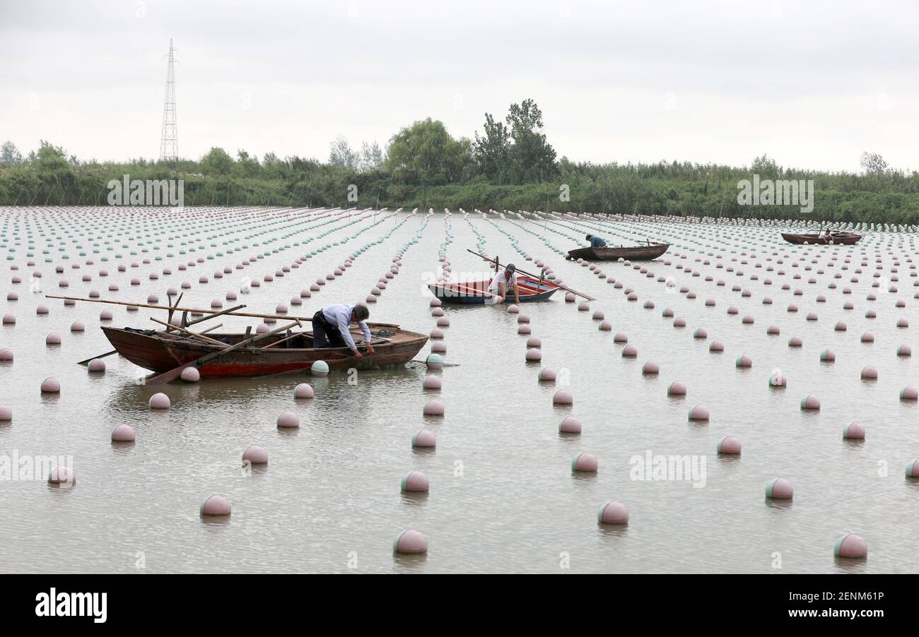 Chinese farmers check the growth of clams at a pearl farming base in ...