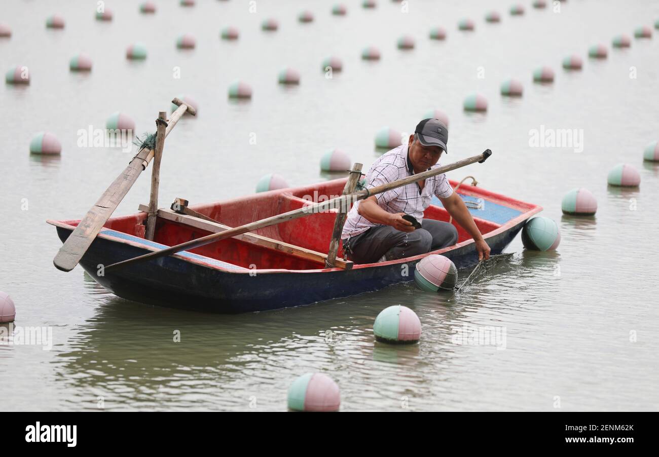 A Chinese farmer checks the growth of clams at a pearl farming base in ...