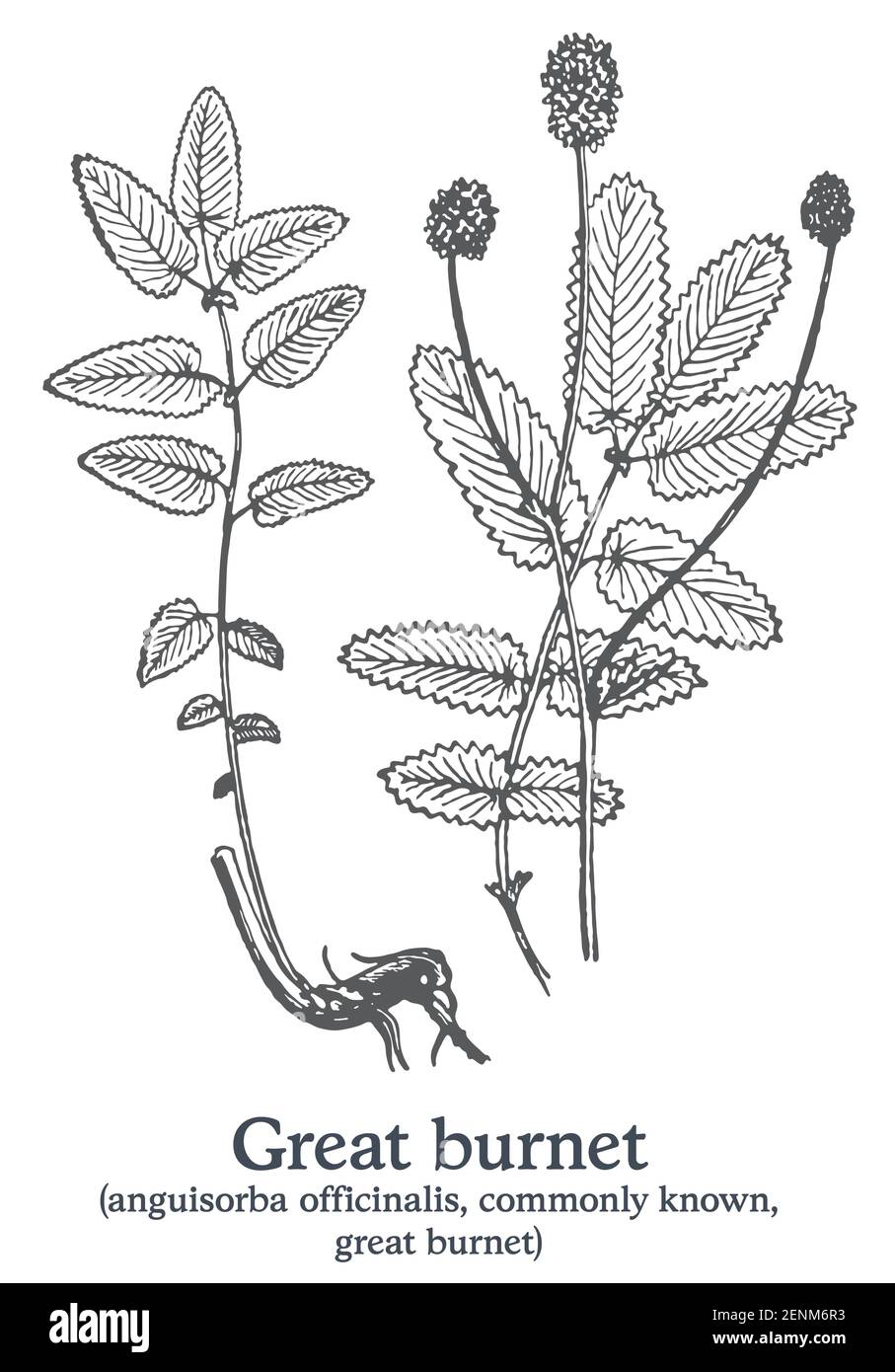 Great burnet. Vector hand drawn plant. Vintage medicinal plant sketch ...